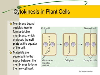 2.5 cell division | PPT