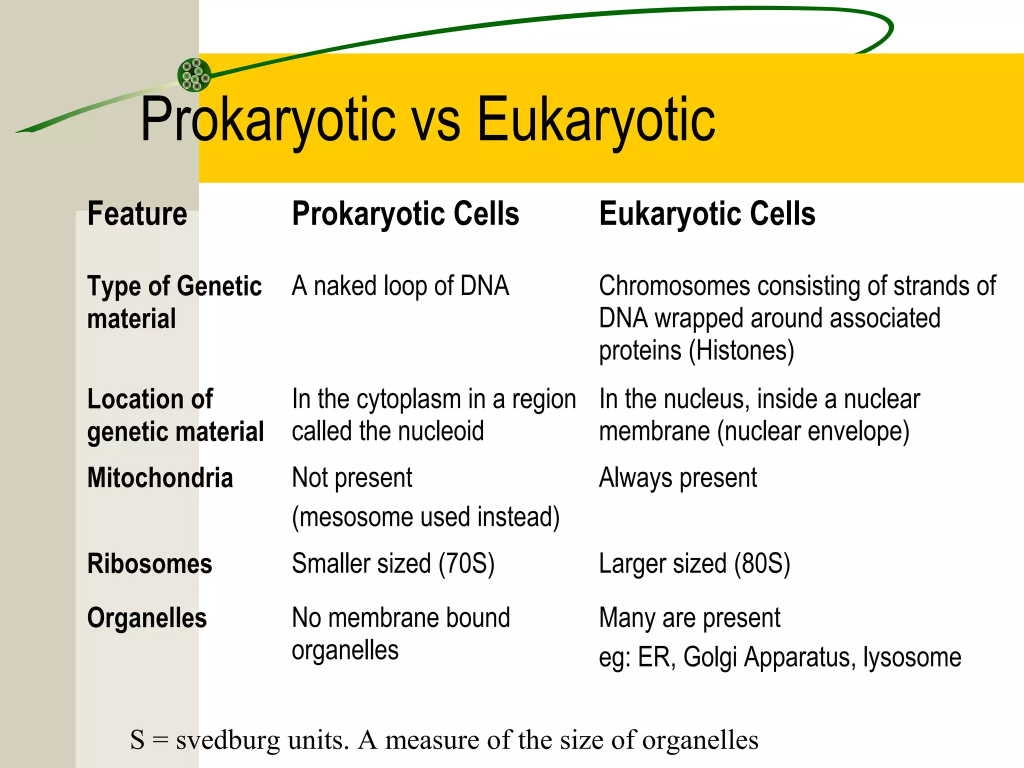 2.3 eukaryotic cells | PPT