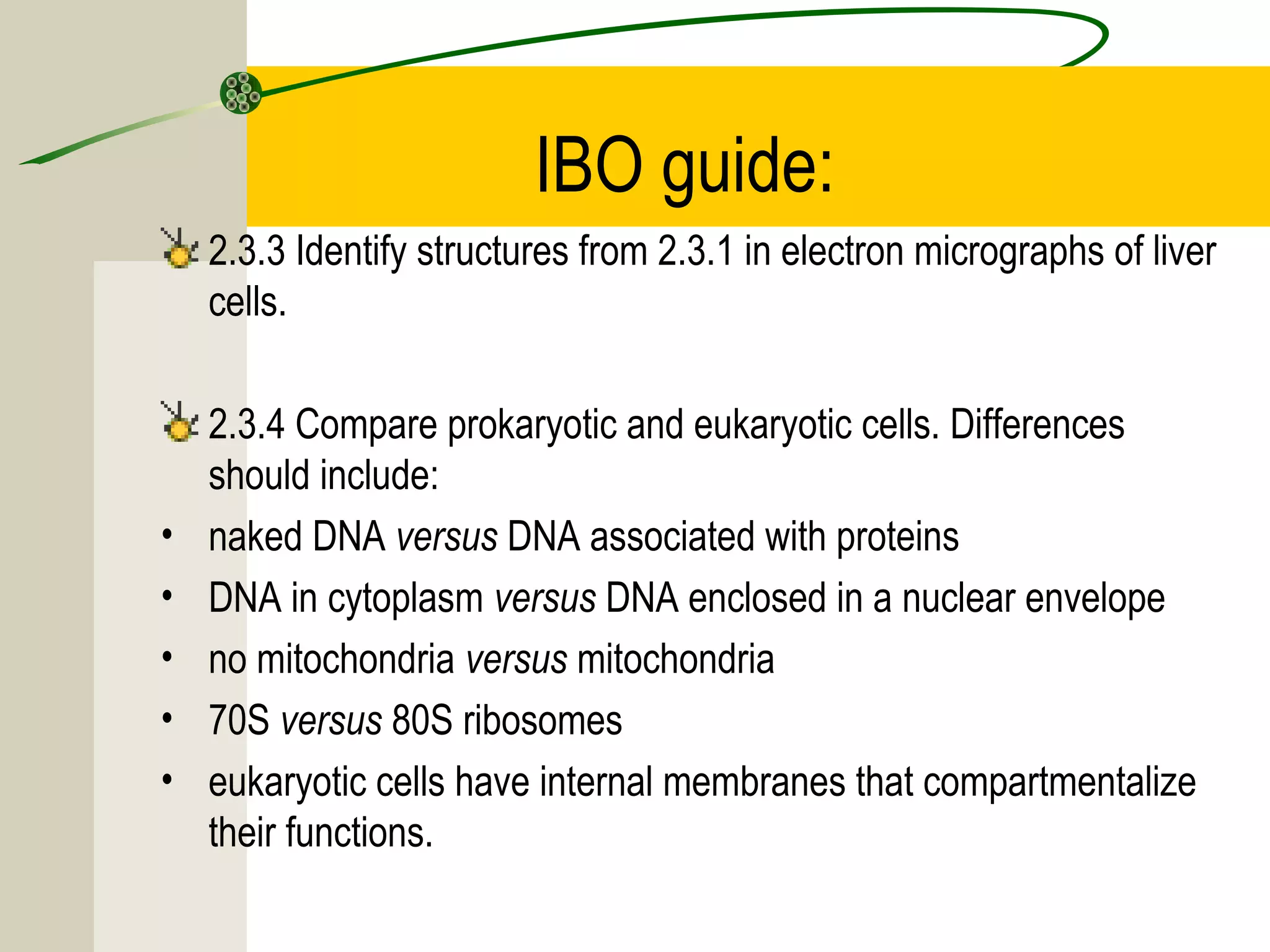 2.3 eukaryotic cells | PPT