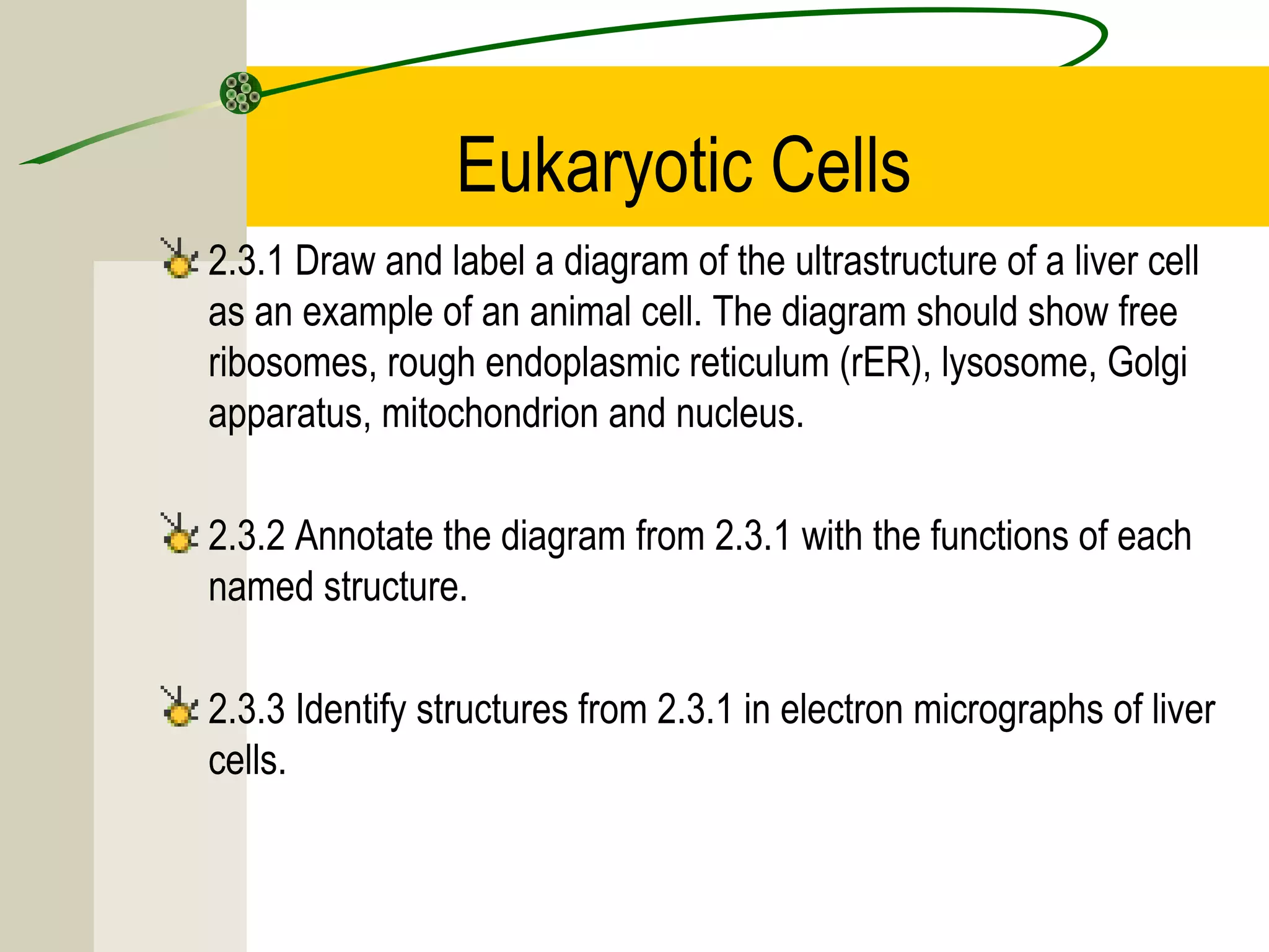2.3 eukaryotic cells | PPT