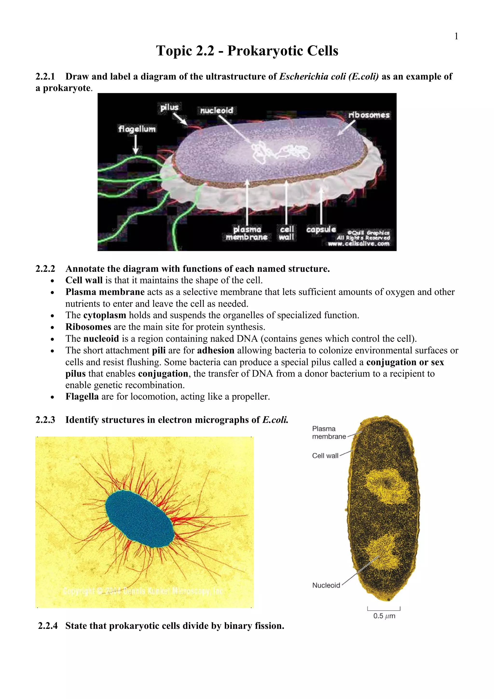 22 Prokaryotic Cells Notes Pdf