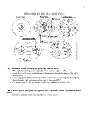 2.5 cell division notes | DOC