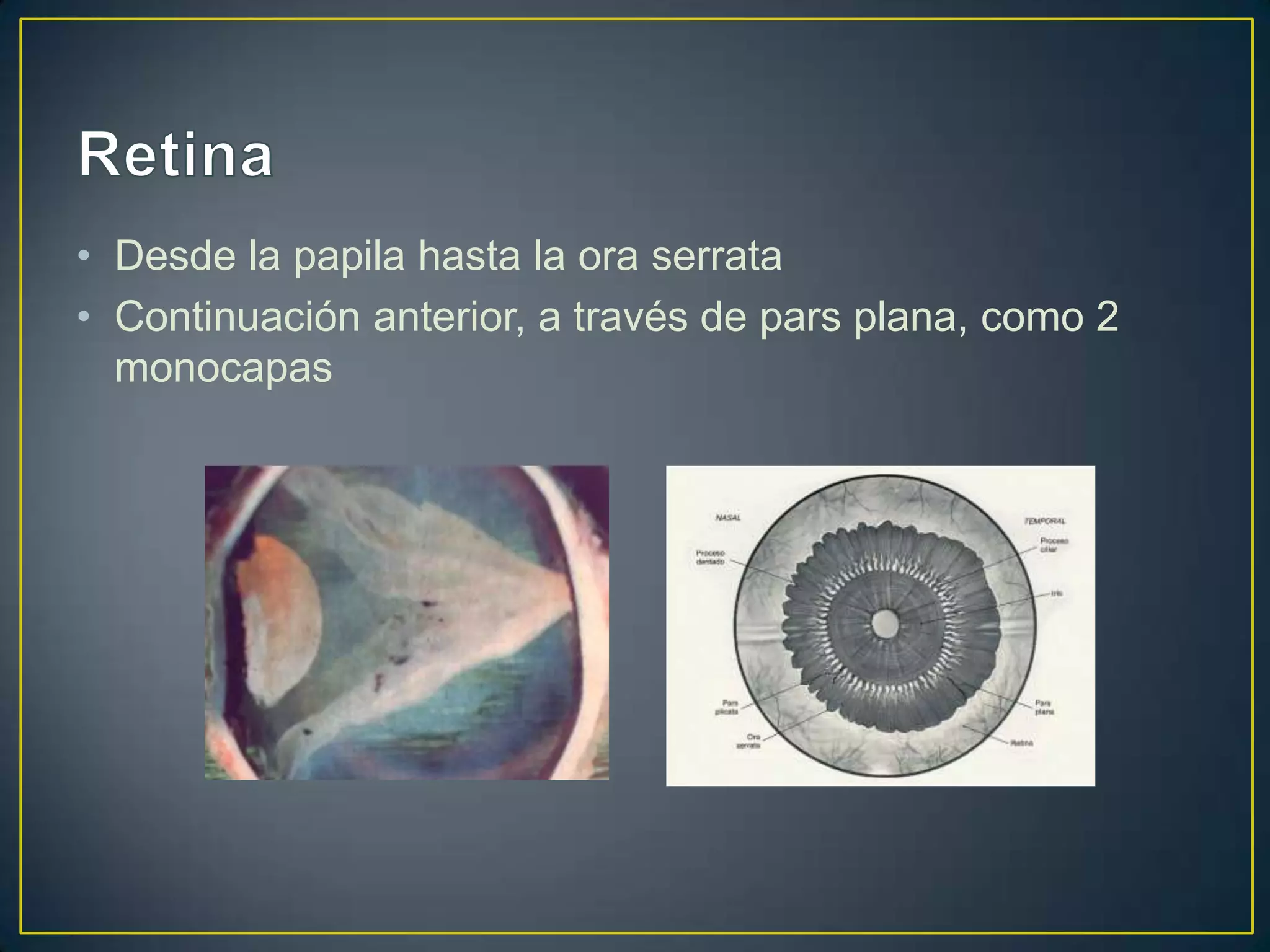 2. anatomía funcional de la retina | PPTX