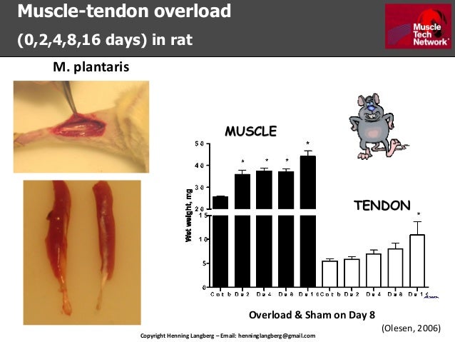 Henning Langberg: Professor at the Institute of Health University of