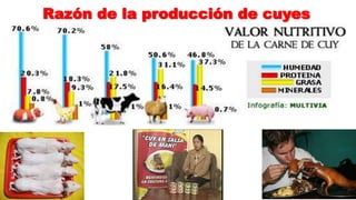 2.generalidades del cuy | PPTX | Agriculture | Industries