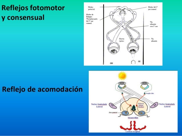 pares craneales 1 y 2
