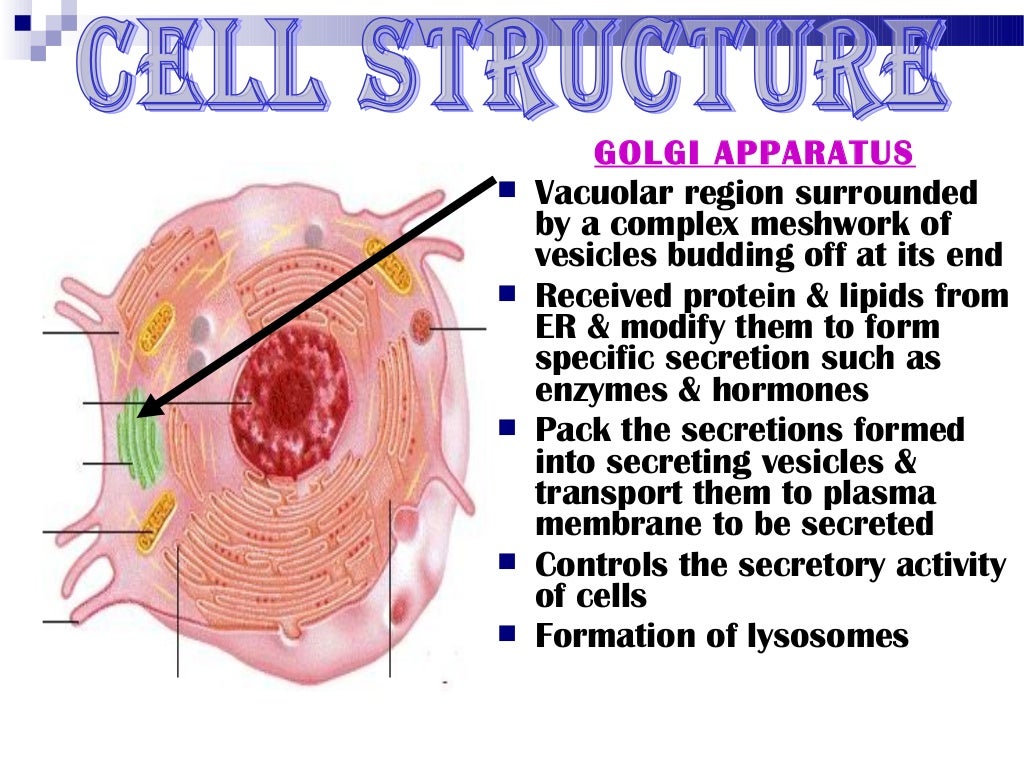 2-1-cell-function-by-sas