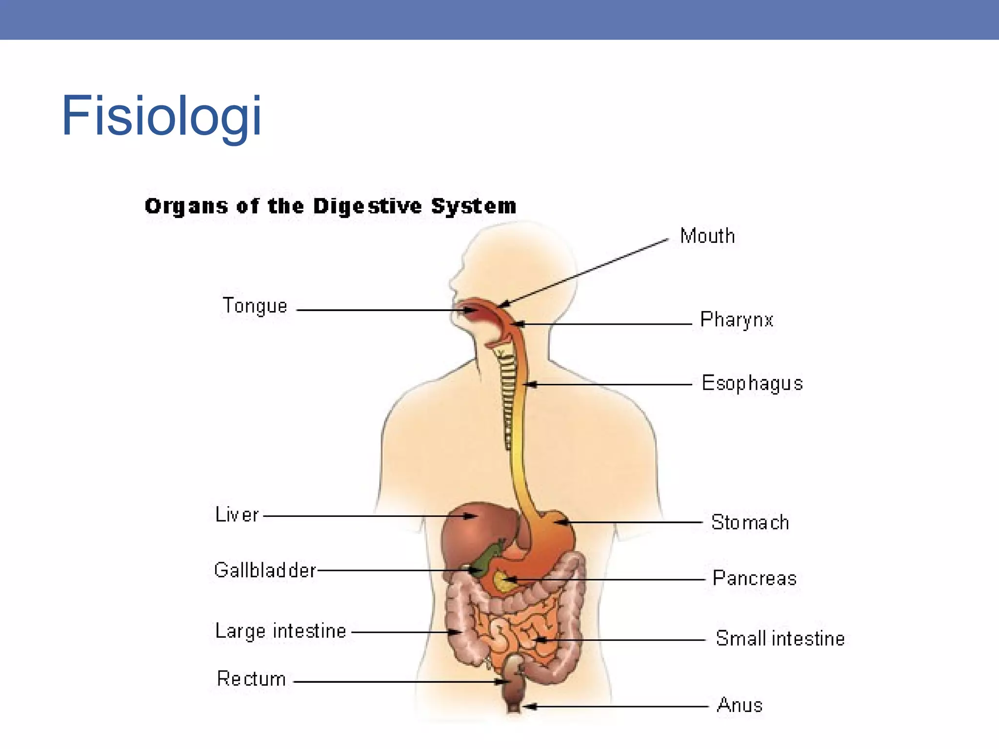 anatomi dan fisiologi sistem pencernaan | PPT