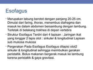 anatomi dan fisiologi sistem pencernaan | PPT