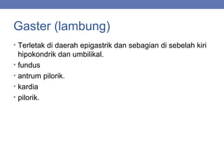 anatomi dan fisiologi sistem pencernaan | PPT