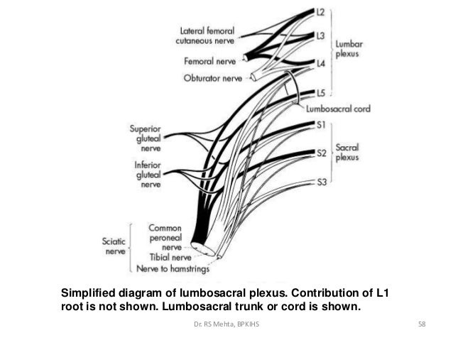 Lumbosacral Plexus Simplified Epomedicine