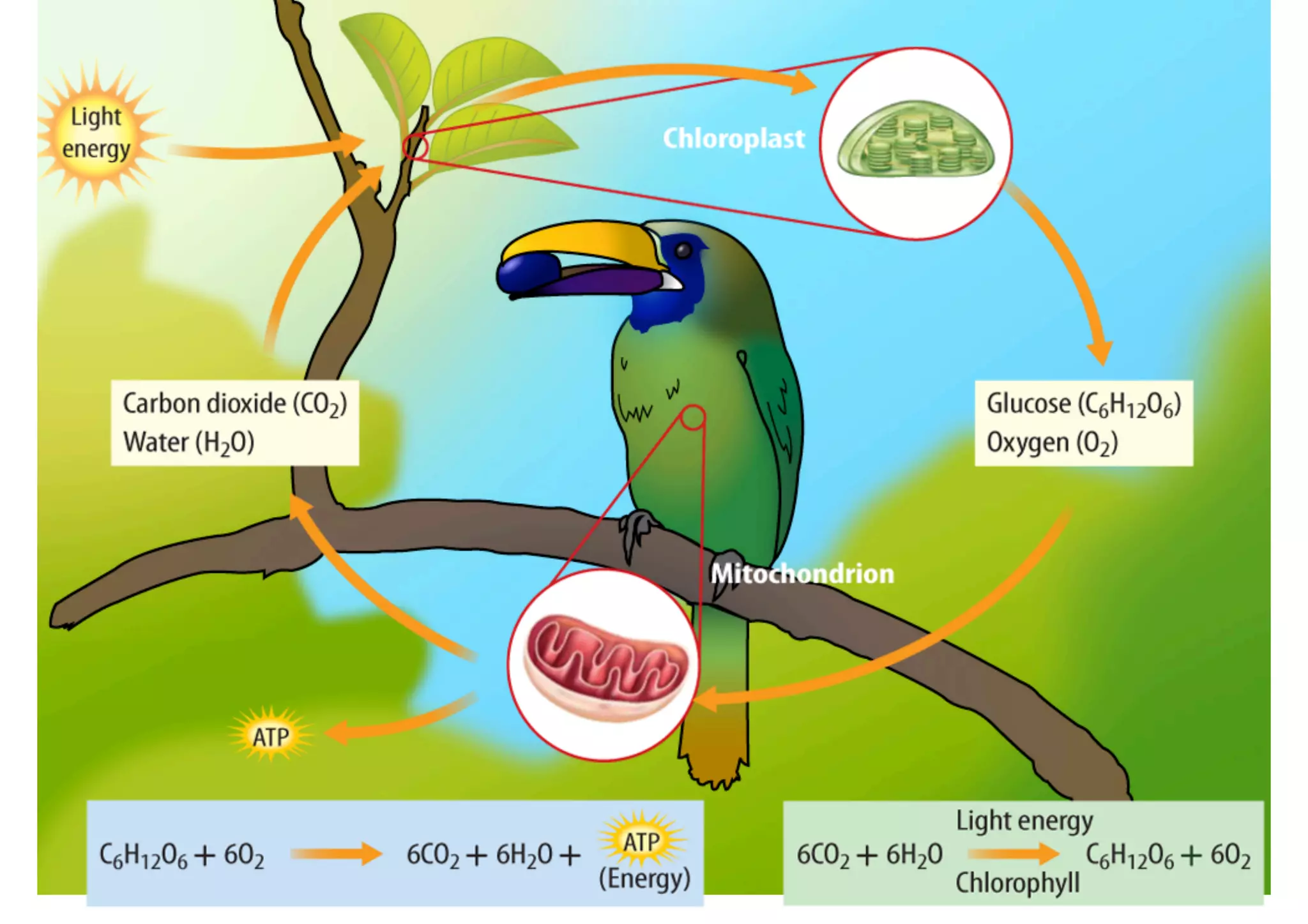 Cells and Energy | PDF