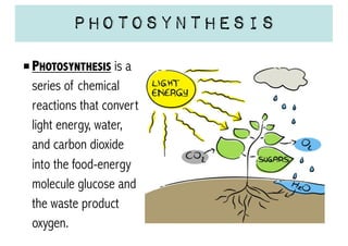 Cells and Energy | PDF