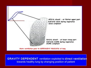 Pneumology - ventilation-transport-of-gases-and-oxygen-delivery | PPT