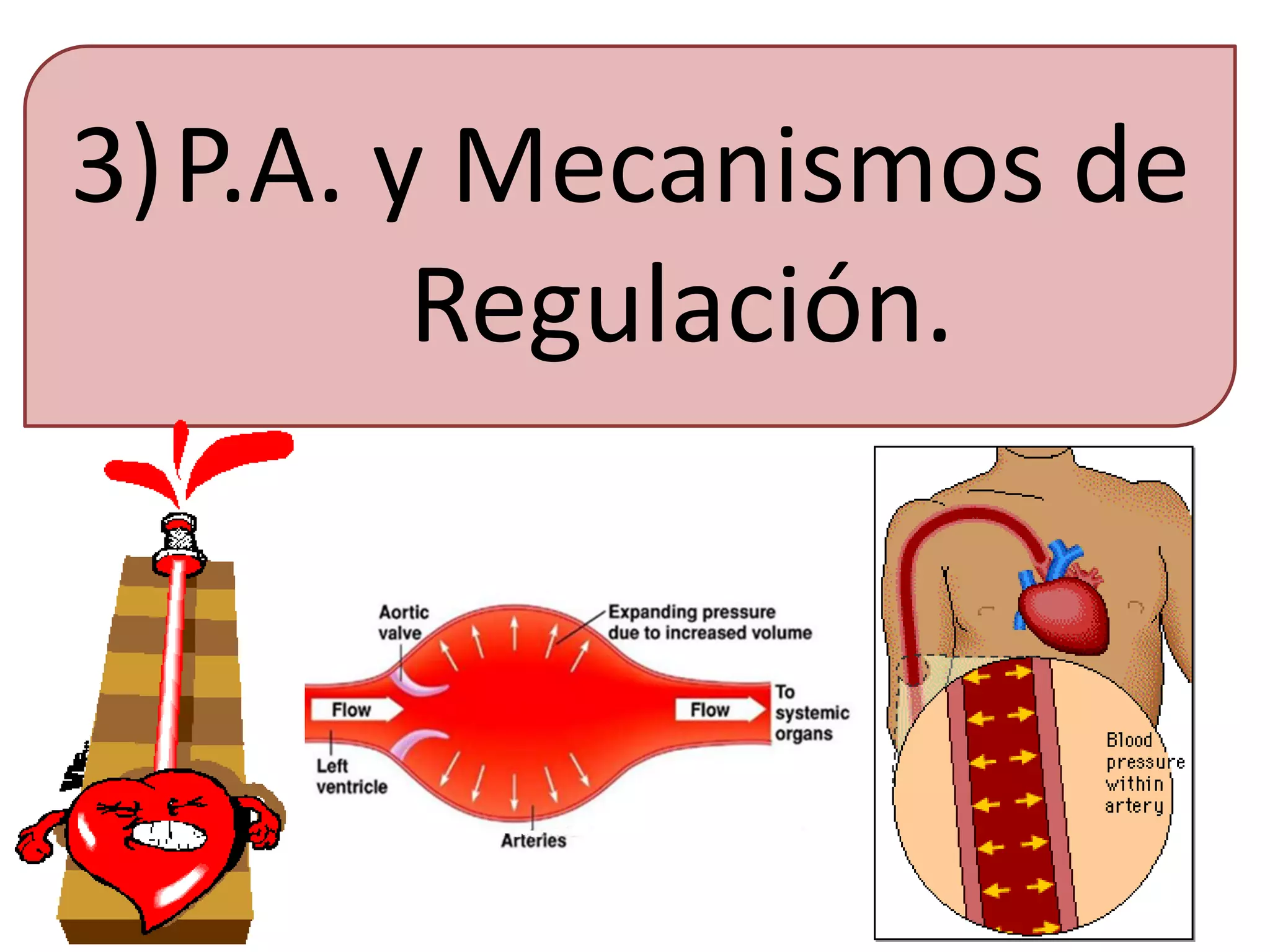 2. ciclo cardiaco y presion arterial | PDF