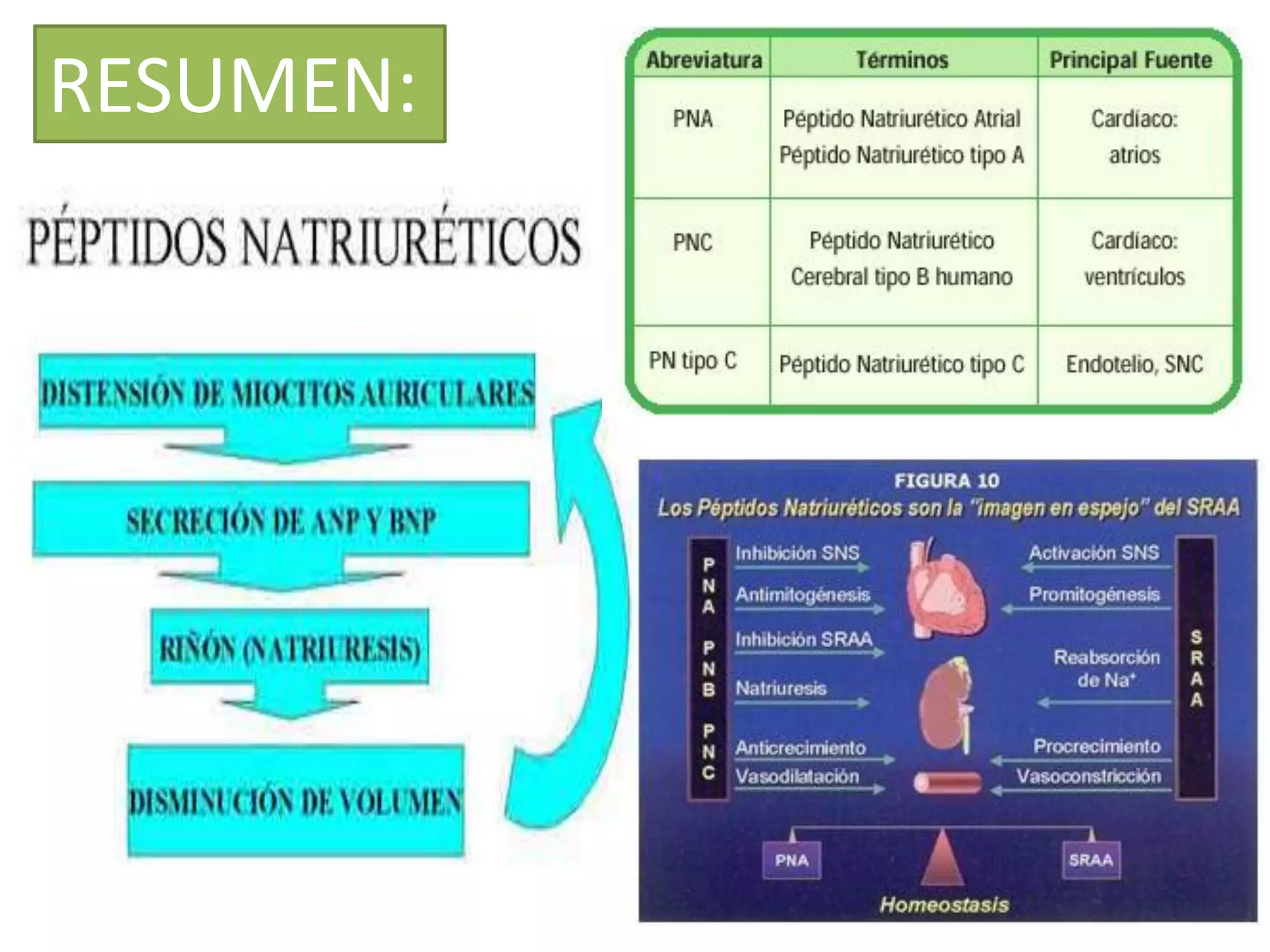 2. ciclo cardiaco y presion arterial | PDF