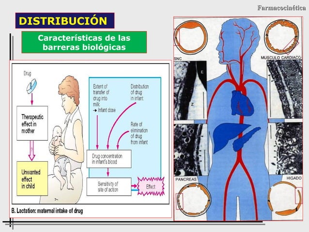2. farmacocinética - distribución | PPT
