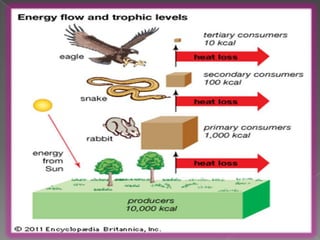 Energy transfer/Photosynthesis | PPTX