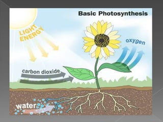 Energy transfer/Photosynthesis | PPTX