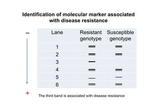 B4FA 2012 Tanzania: Combating cassava brown streak disease - Fortunus ...
