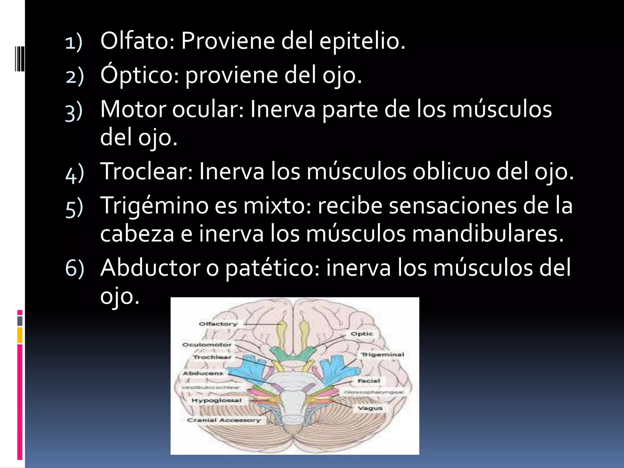 Sistema Nervioso Periferico | PPTX
