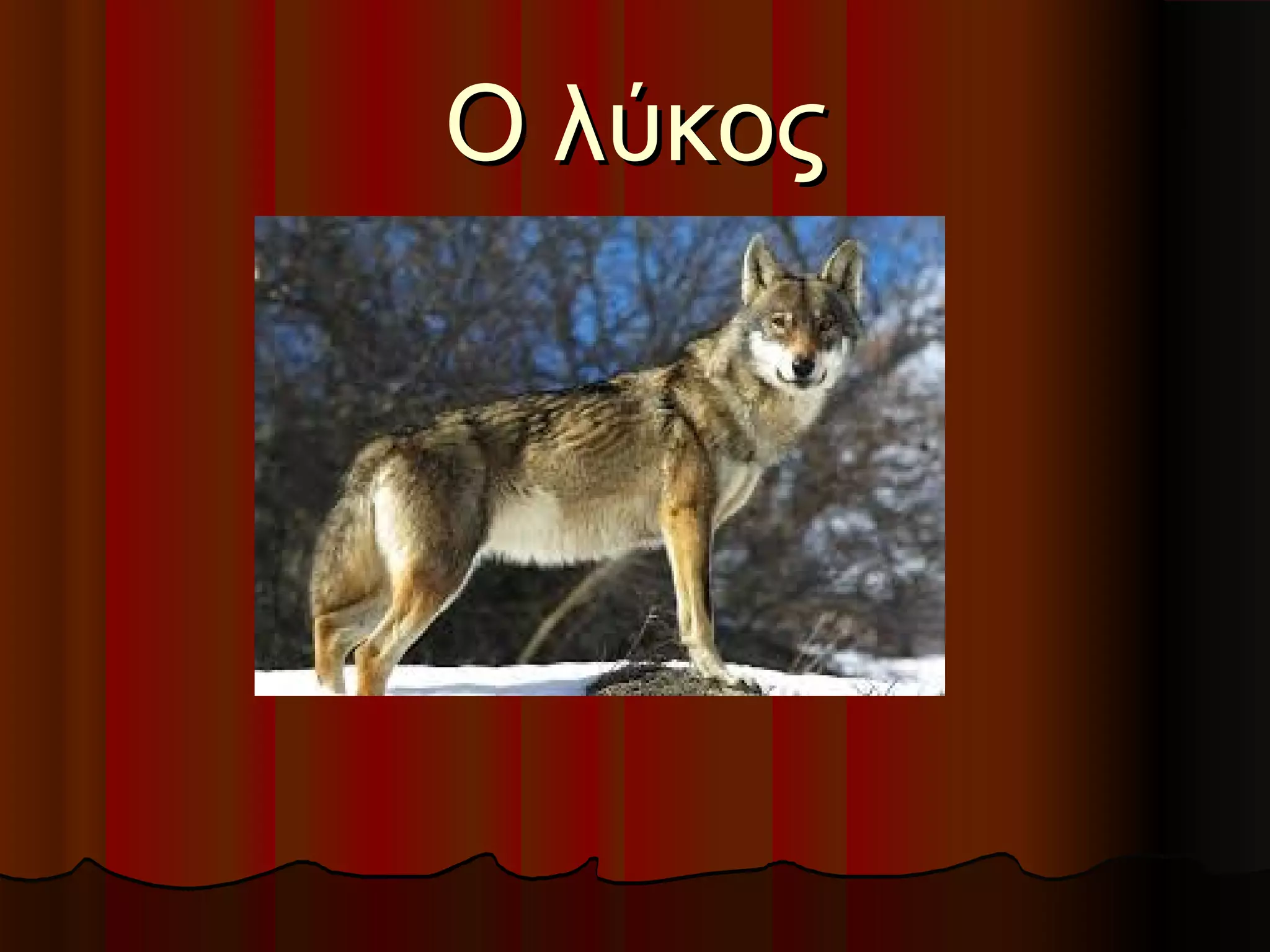 Ο ΛΥΚΟΣ ΣΤ1 | PPT