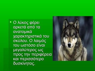 Ο ΛΥΚΟΣ ΣΤ1 | PPT