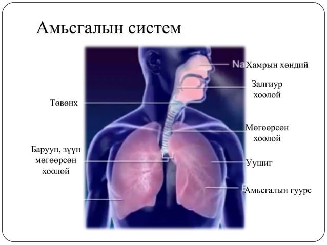 Inomed-2013 Huree ict Khulan | PPTX