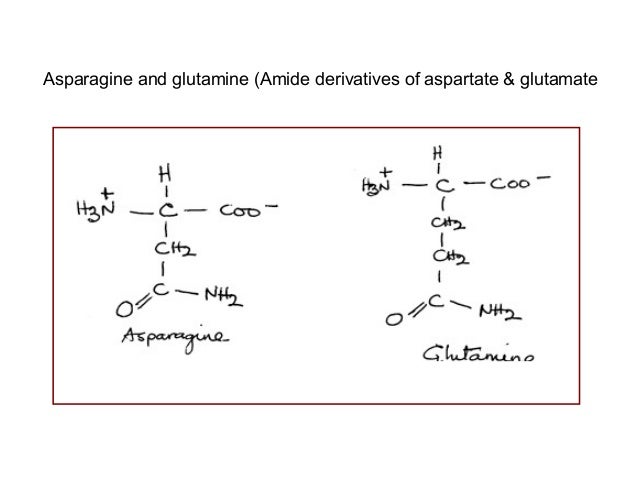 amino acids and metabolism