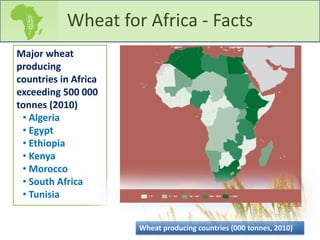 Wheat for Africa | PPT