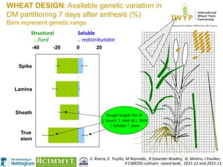 International Wheat Yield Partnership | PDF
