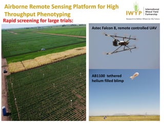 International Wheat Yield Partnership | PDF | Agriculture | Industries