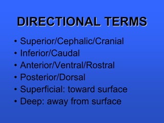 2. anatomy term chapter 2 | PPT