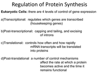 2. protein synthesis student | PPT