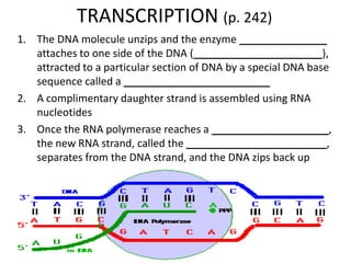2. protein synthesis student | PPT
