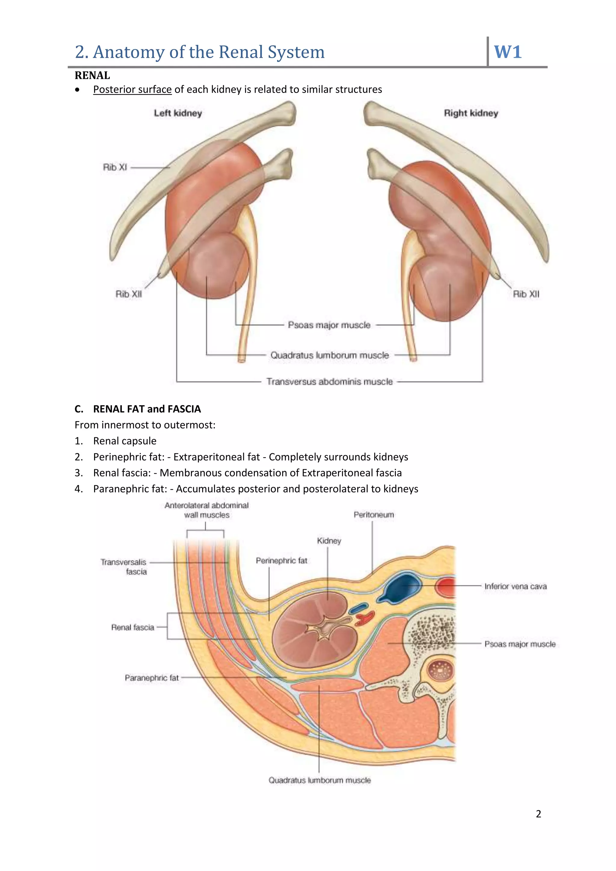 Anatomy of renal system | DOCX