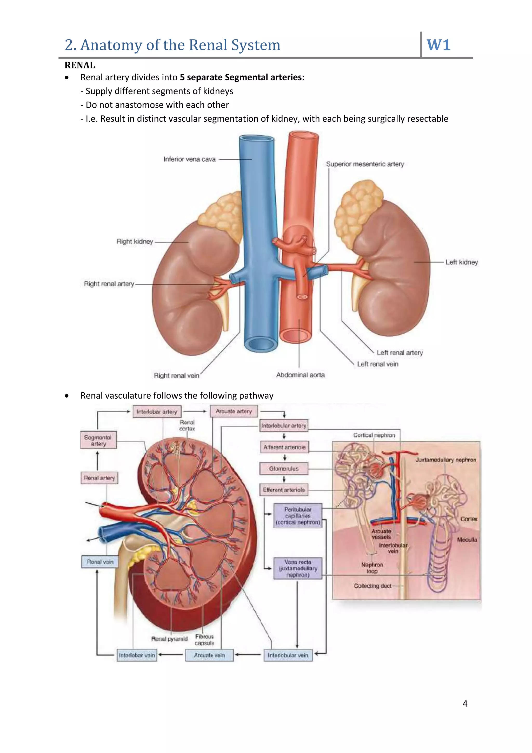Anatomy of renal system | DOCX