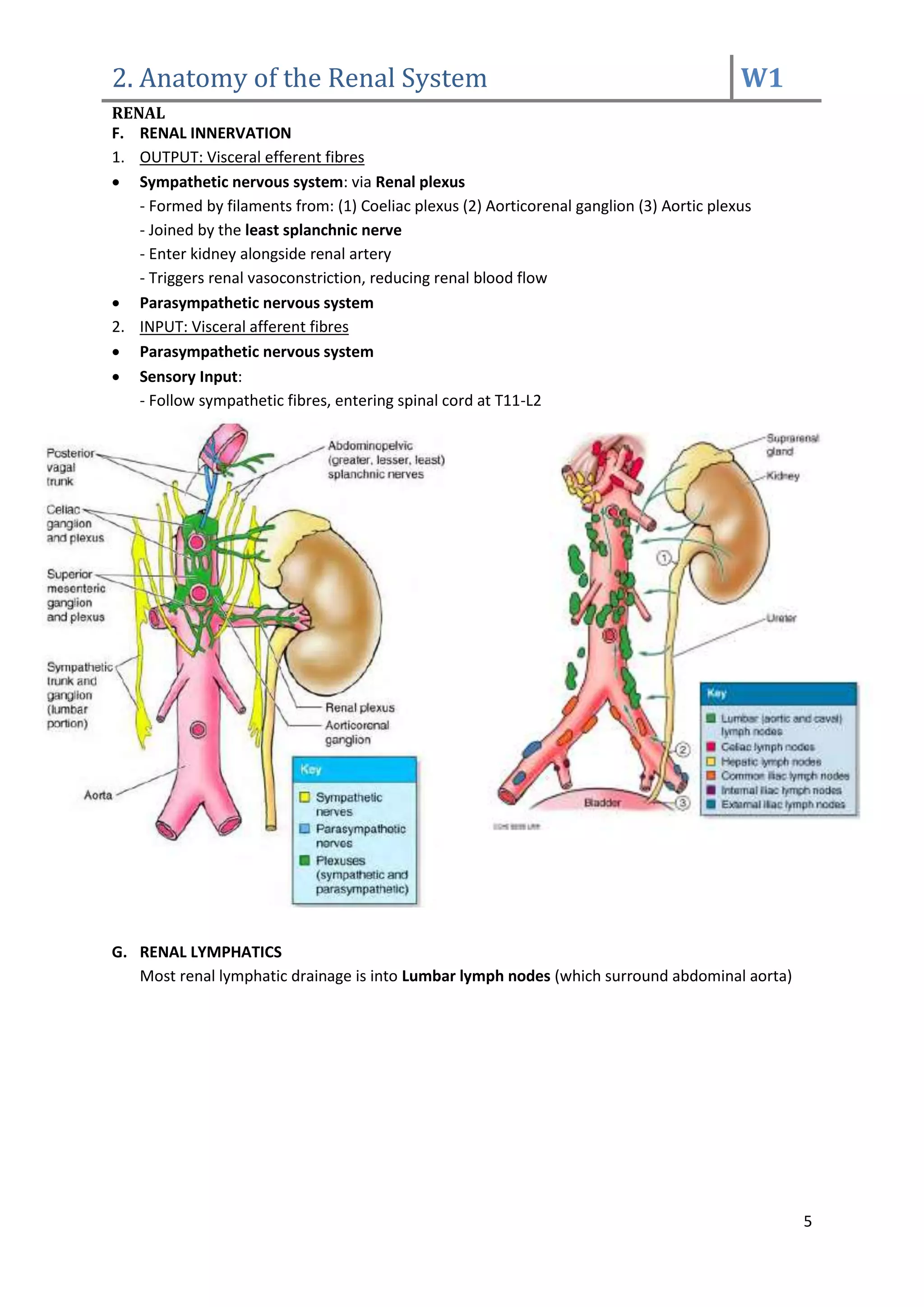 Anatomy of renal system | DOCX