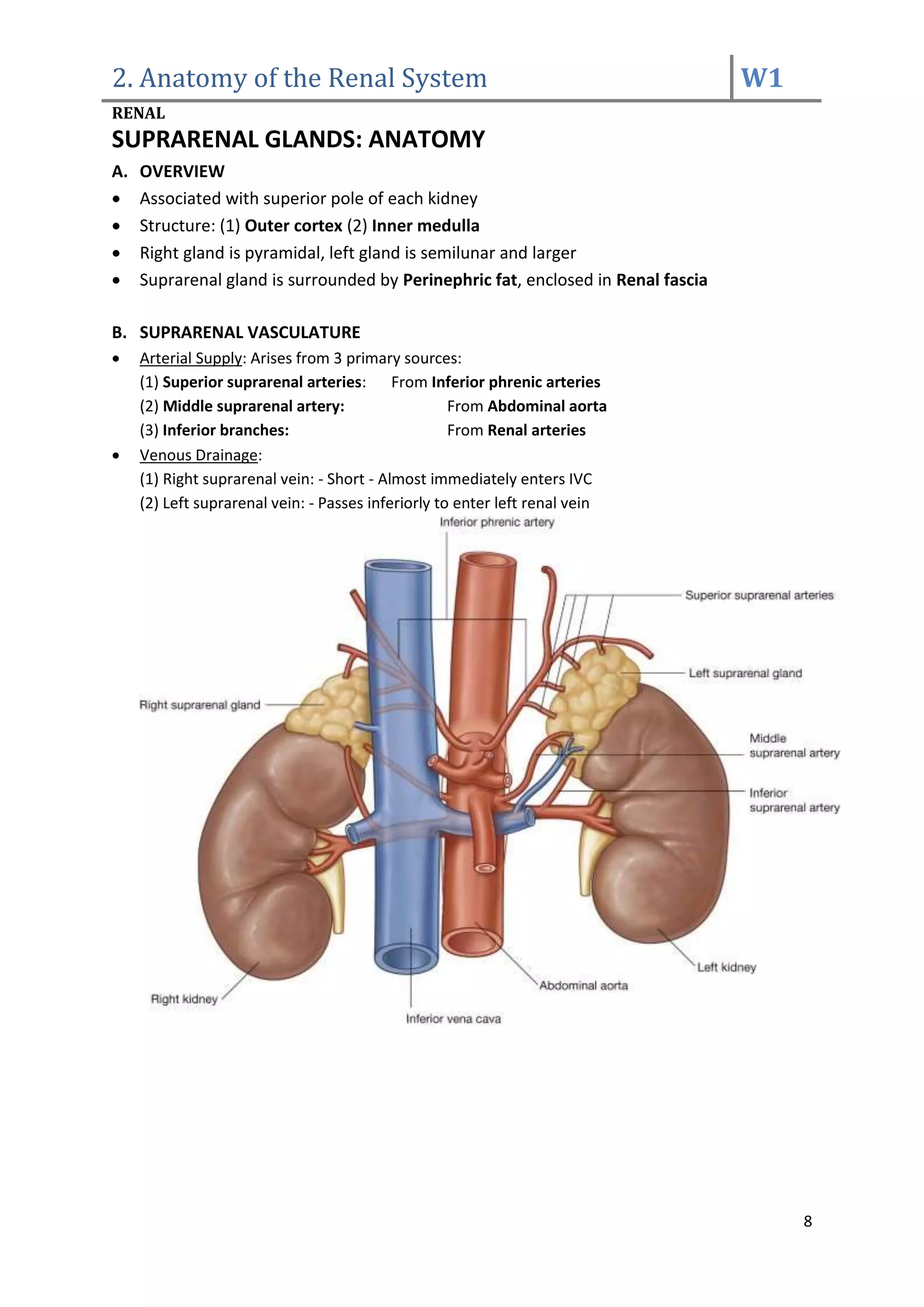 Anatomy of renal system | DOCX