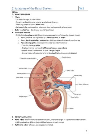 Anatomy of renal system | DOCX