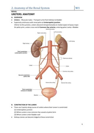 Anatomy of renal system | DOCX