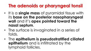 2. adenoid enlargement | PPT
