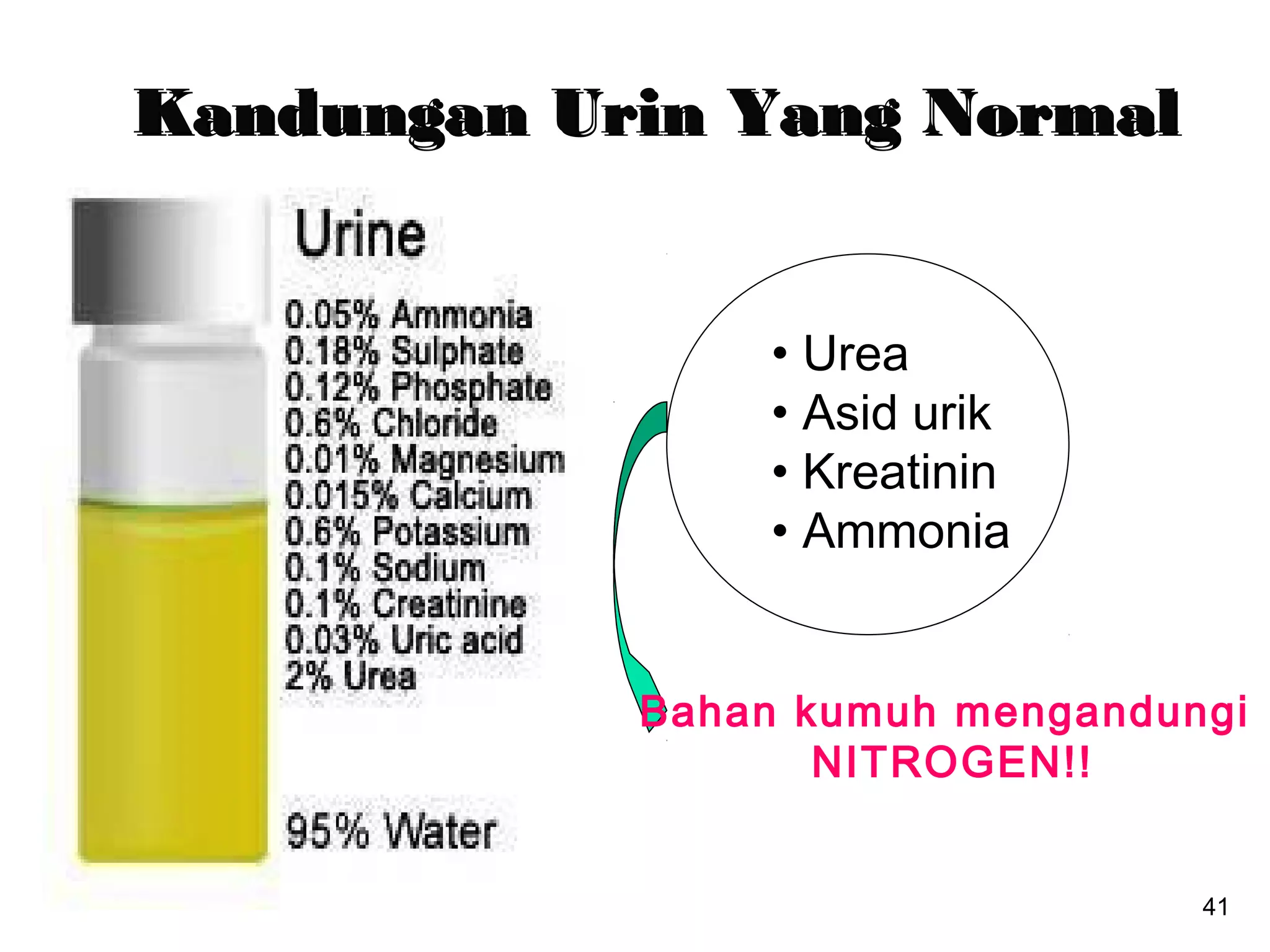 2.0 urinary system | PPT