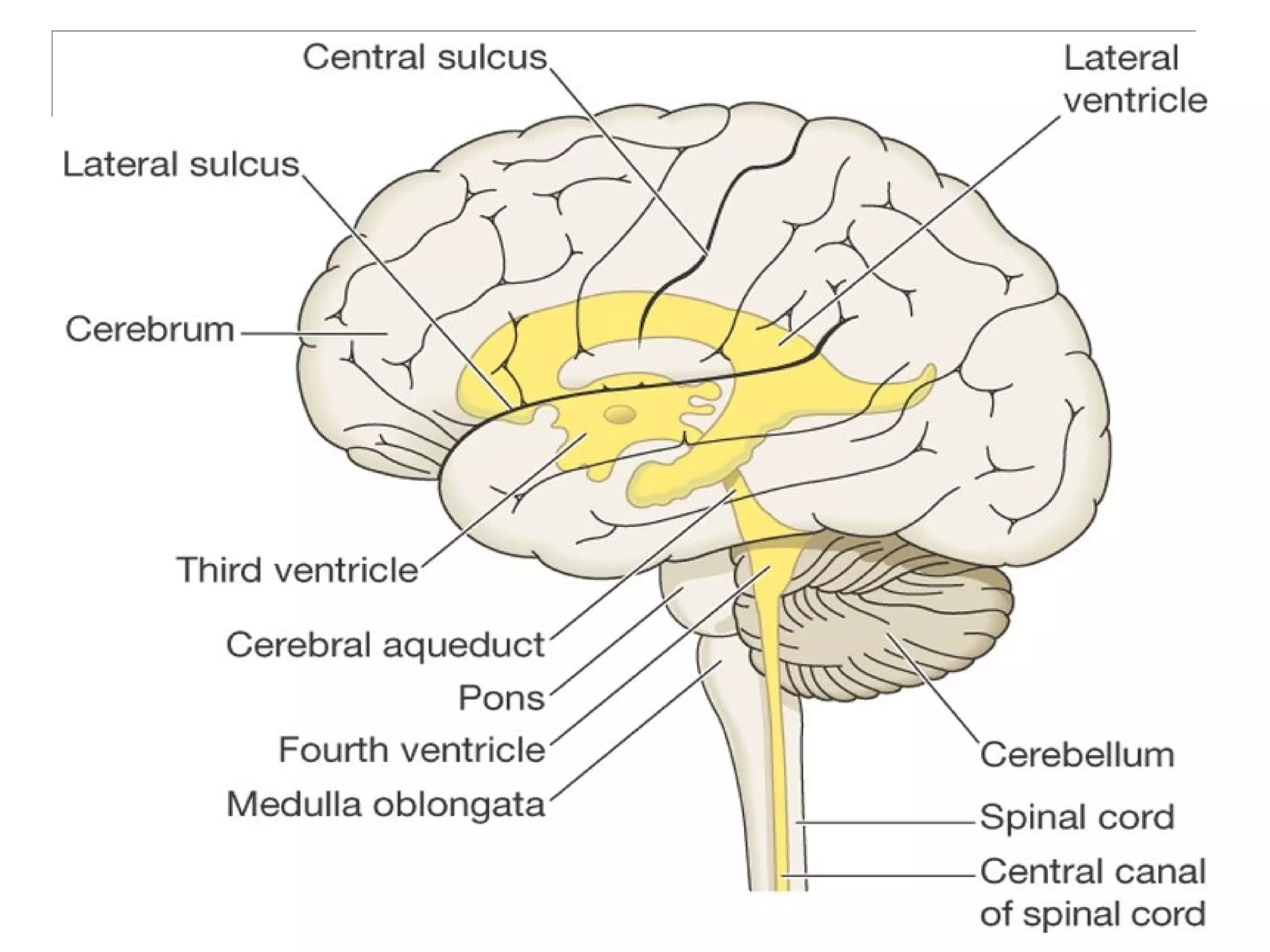 2.1 struktur & fisiologi sistem saraf pusat | PPT