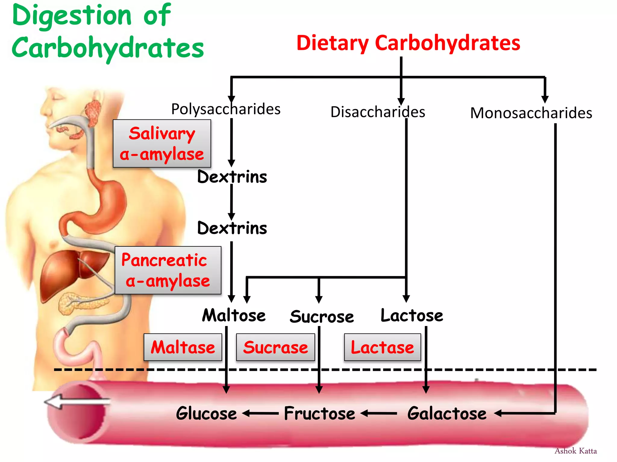 Digestion and Absorption of carbohydrates | PPSX