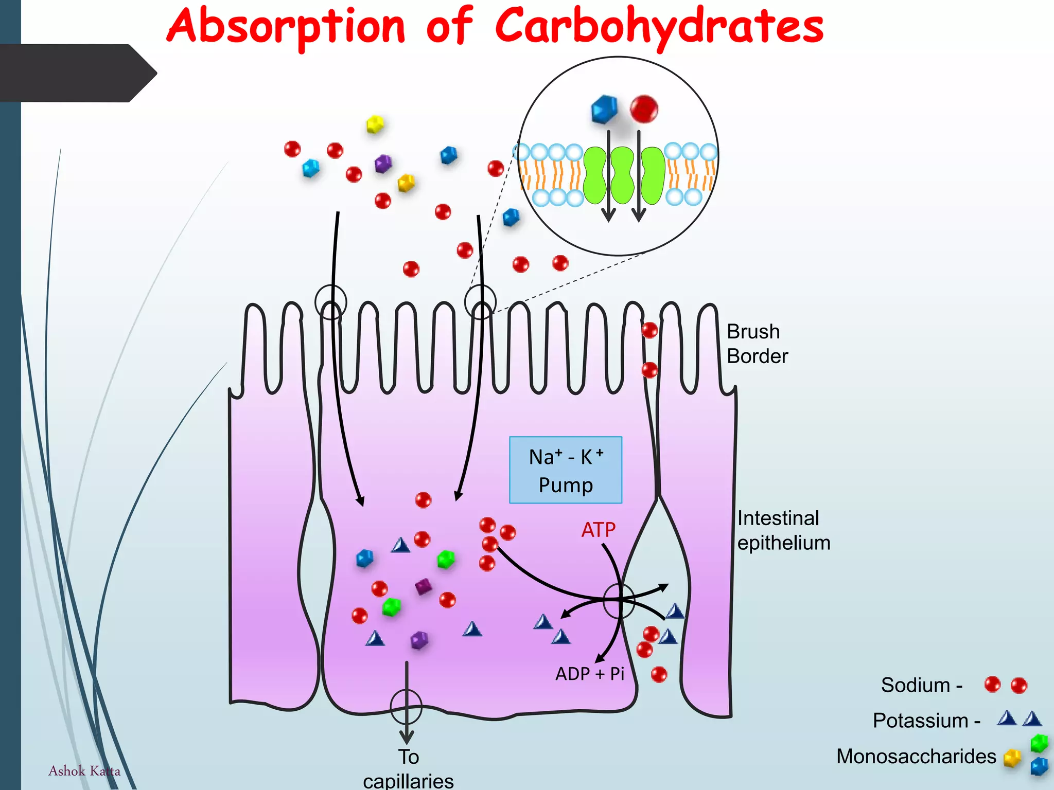 Digestion and Absorption of carbohydrates | PPSX
