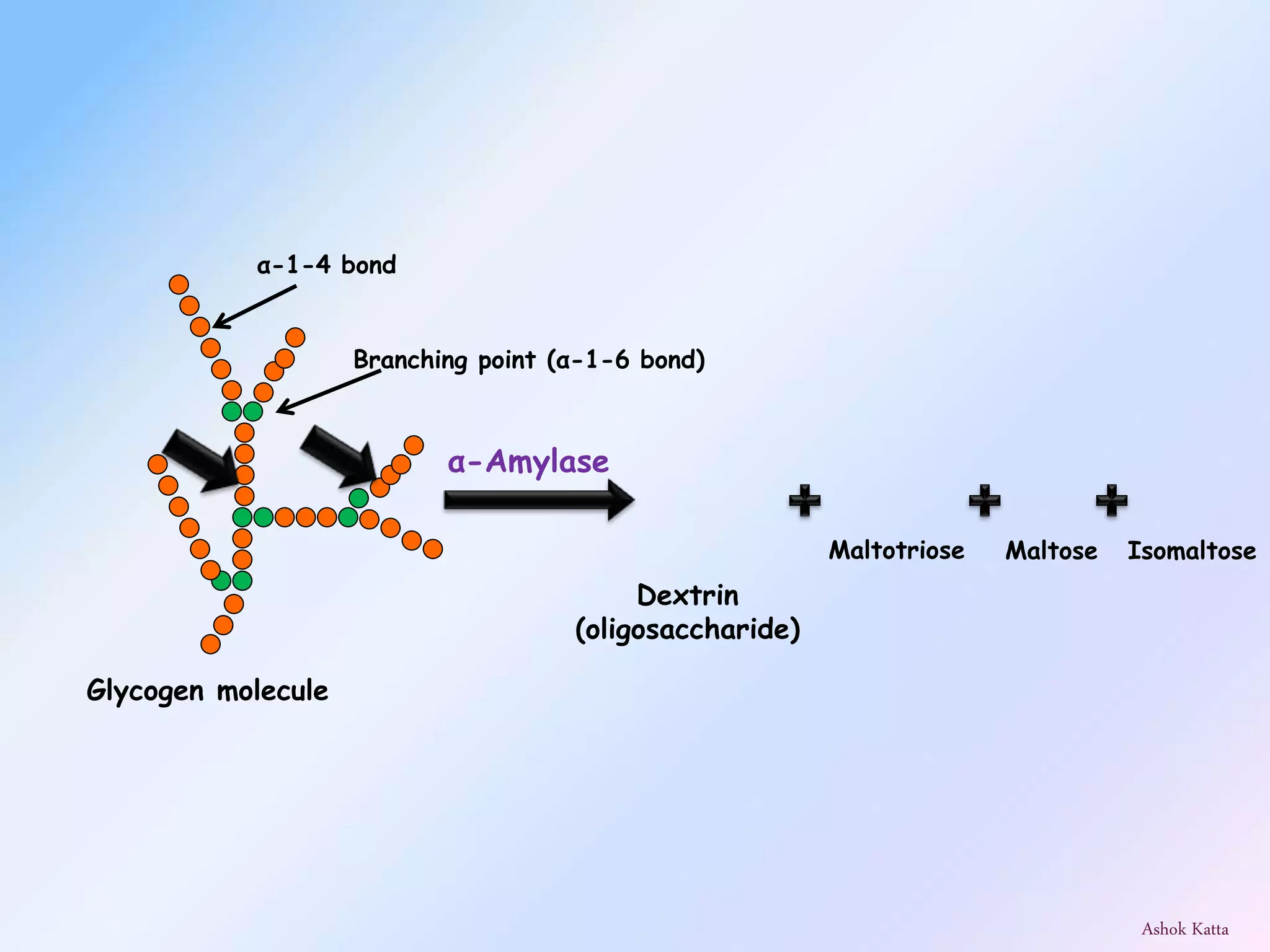 Digestion and Absorption of carbohydrates | PPSX