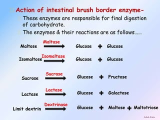 Digestion and Absorption of carbohydrates | PPSX