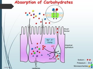 Digestion and Absorption of carbohydrates | PPSX