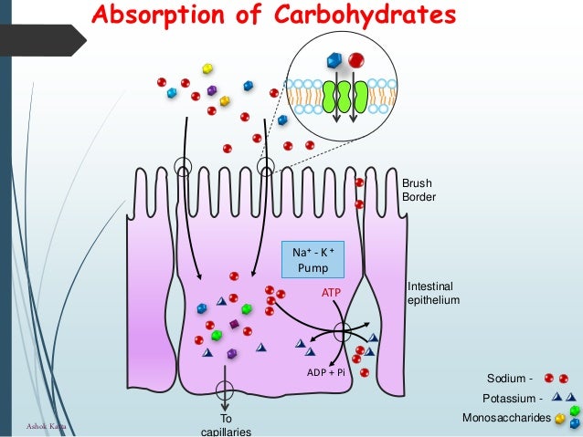 Digestion and Absorption of carbohydrates